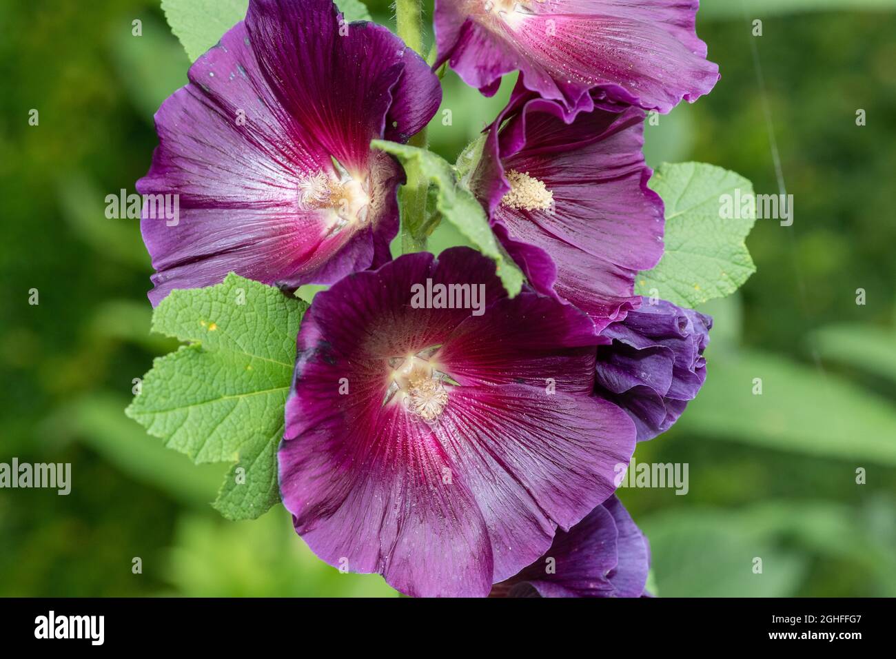 Close up of purple common hollyhock (alcea rosea) flowers in bloom ...