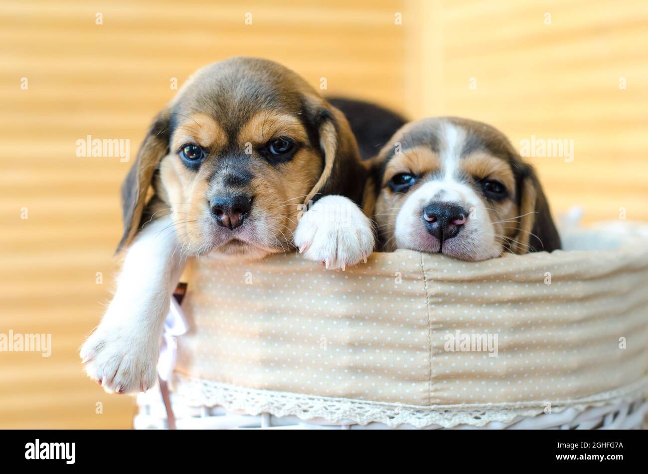 two beagle puppies sitting in a basket Stock Photo - Alamy