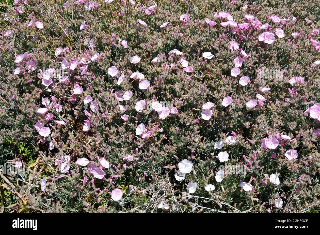 Pink bindweed, Olive-leaved bindweed, Convolvulus oleifolius, szulák ...