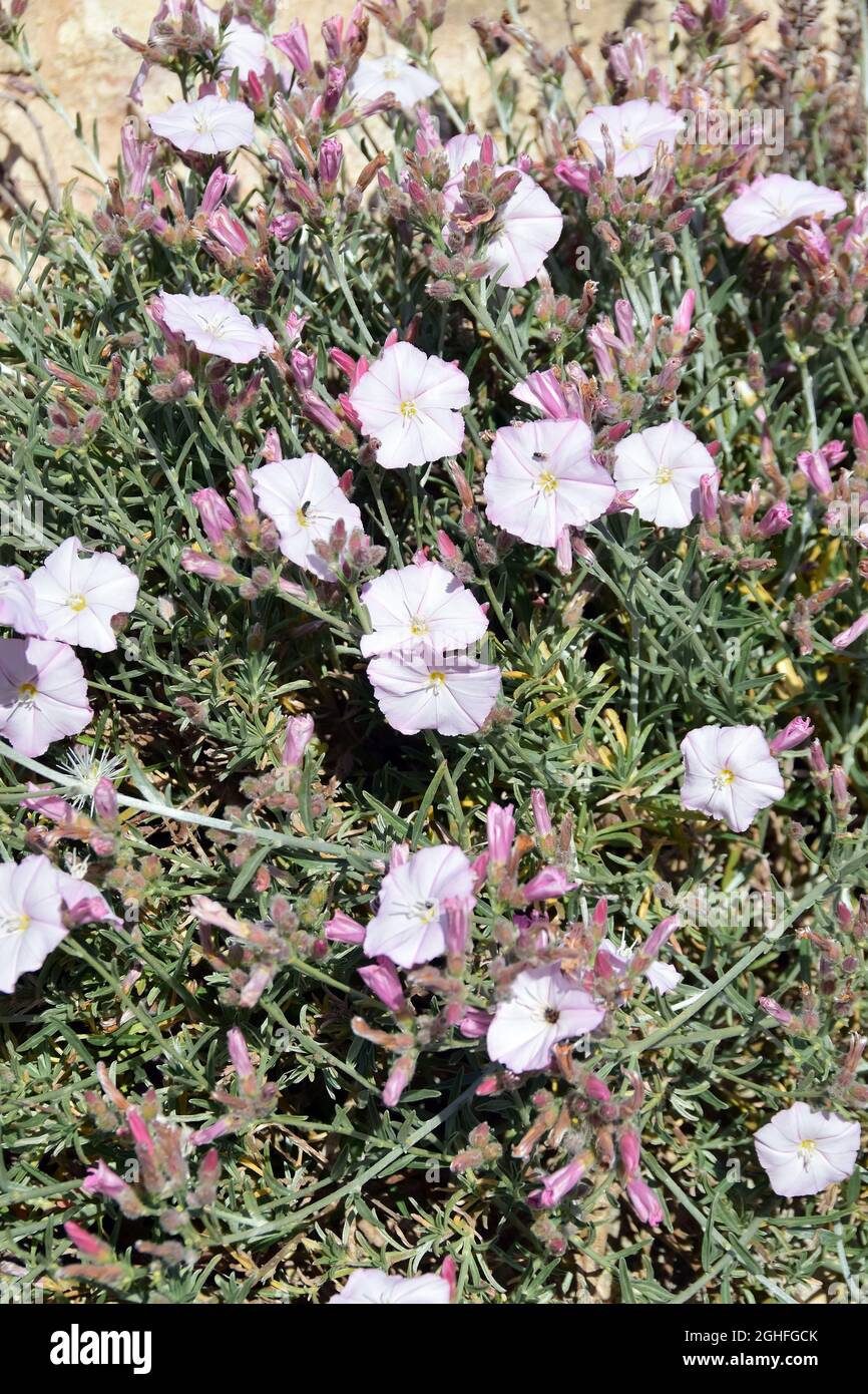 Pink bindweed, Olive-leaved bindweed, Convolvulus oleifolius, szulák ...