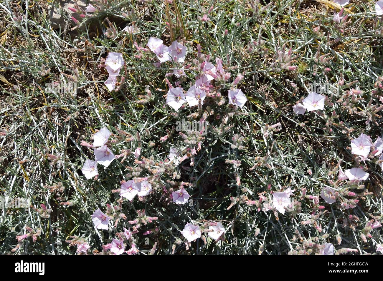 Pink bindweed, Olive-leaved bindweed, Convolvulus oleifolius, szulák ...