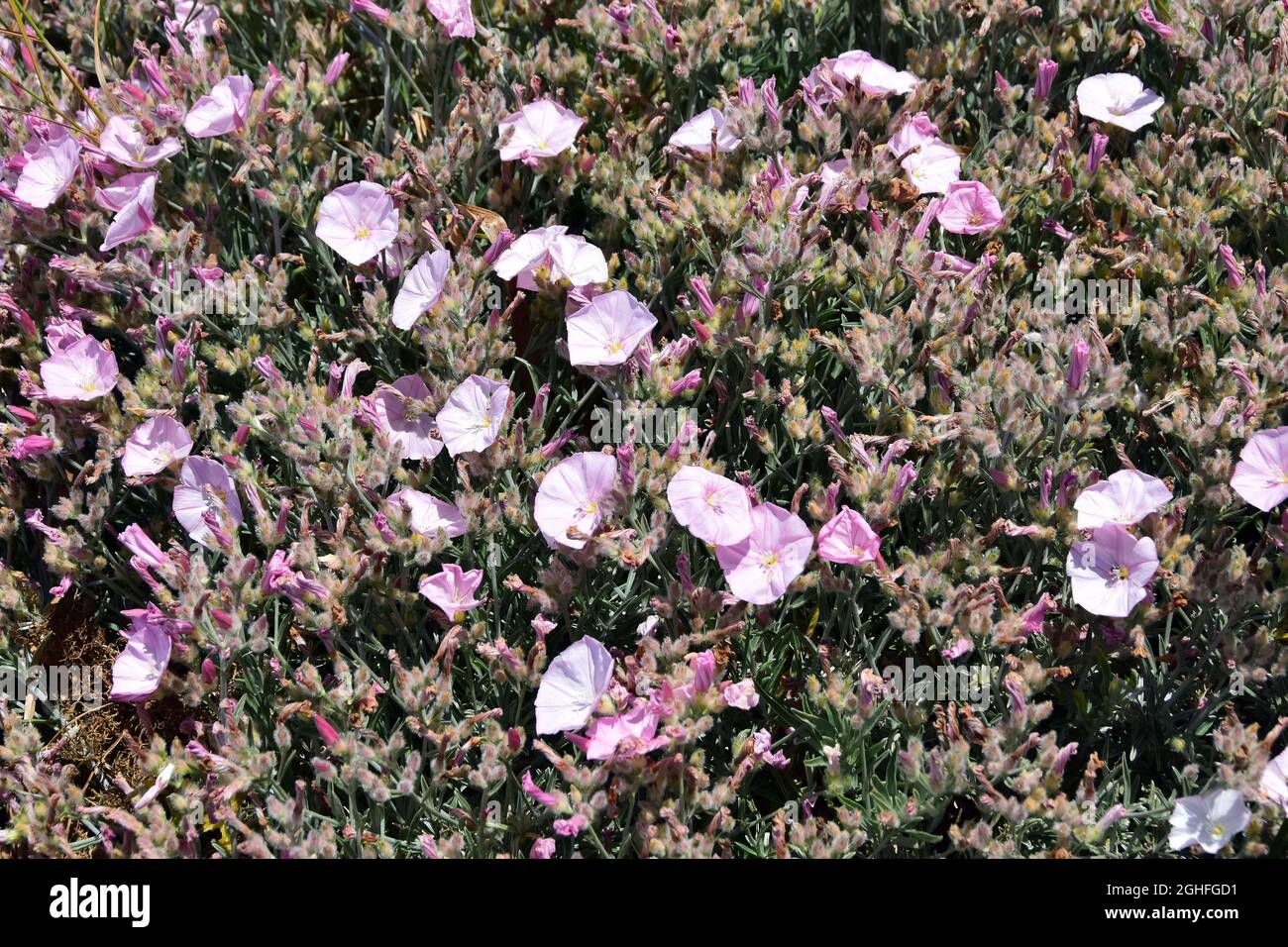 Pink bindweed, Olive-leaved bindweed, Convolvulus oleifolius, szulák ...