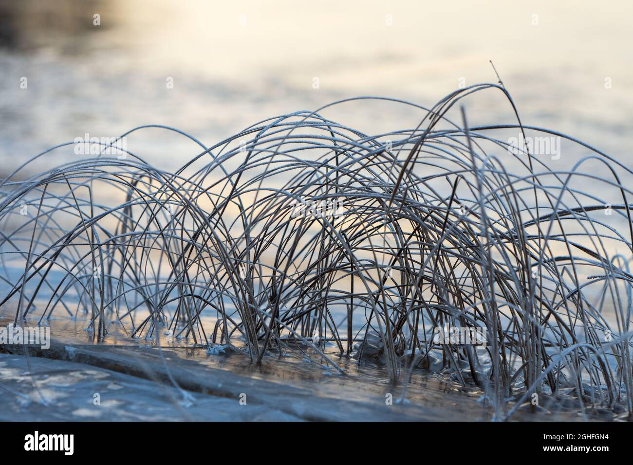 Frozen sedge hi-res stock photography and images - Alamy