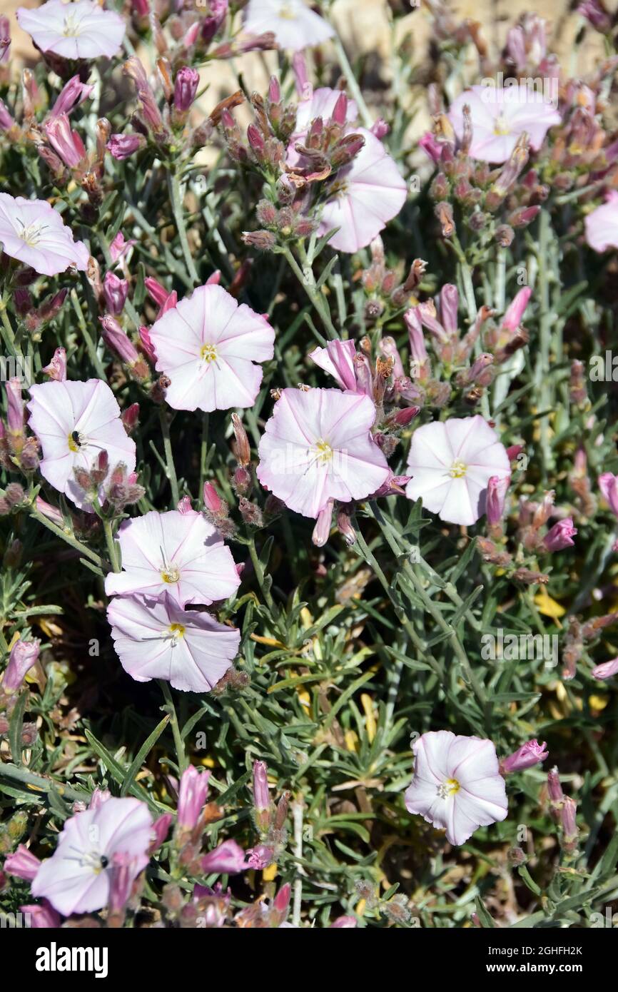 Pink bindweed, Olive-leaved bindweed, Convolvulus oleifolius, szulák ...