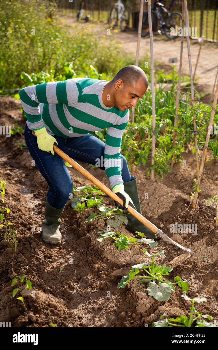 Hired worker with hoe cultivates garden beds on farm field Stock Photo ...