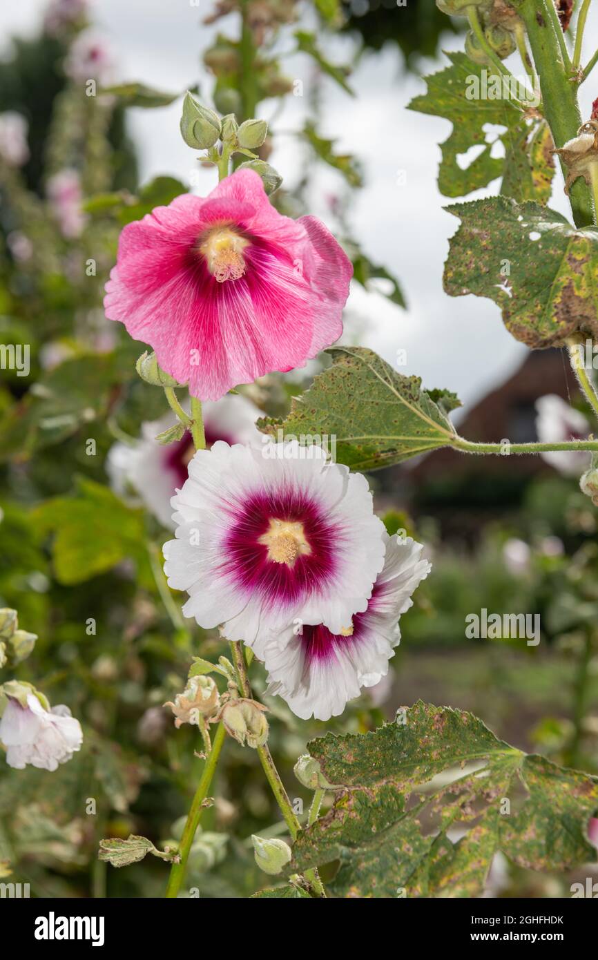 Close up of pink common hollyhock (alcea rosea) flowers in bloom Stock ...
