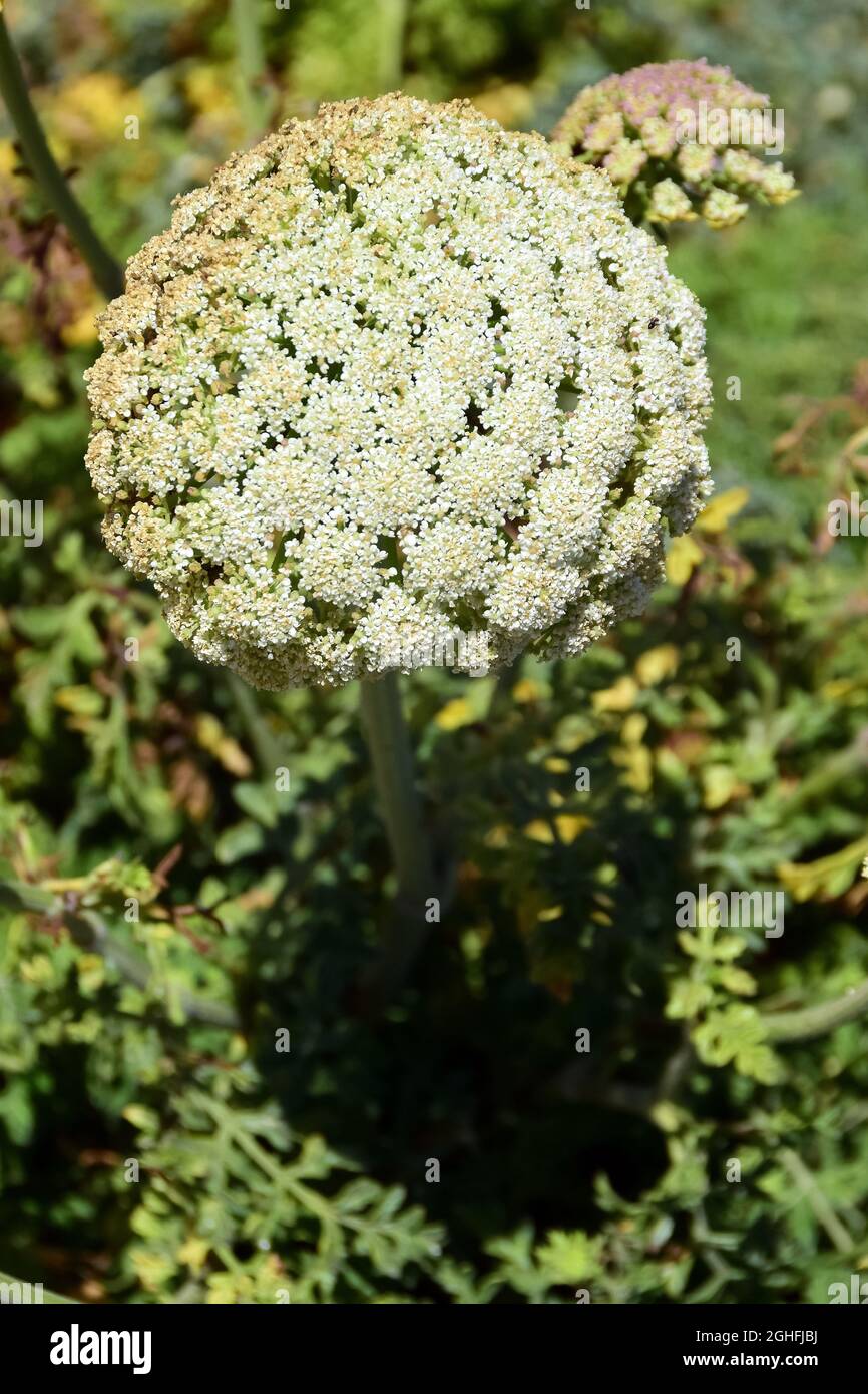 Sea Carrot, Daucus gingidium, Daucus carota subsp. drepanensis ...