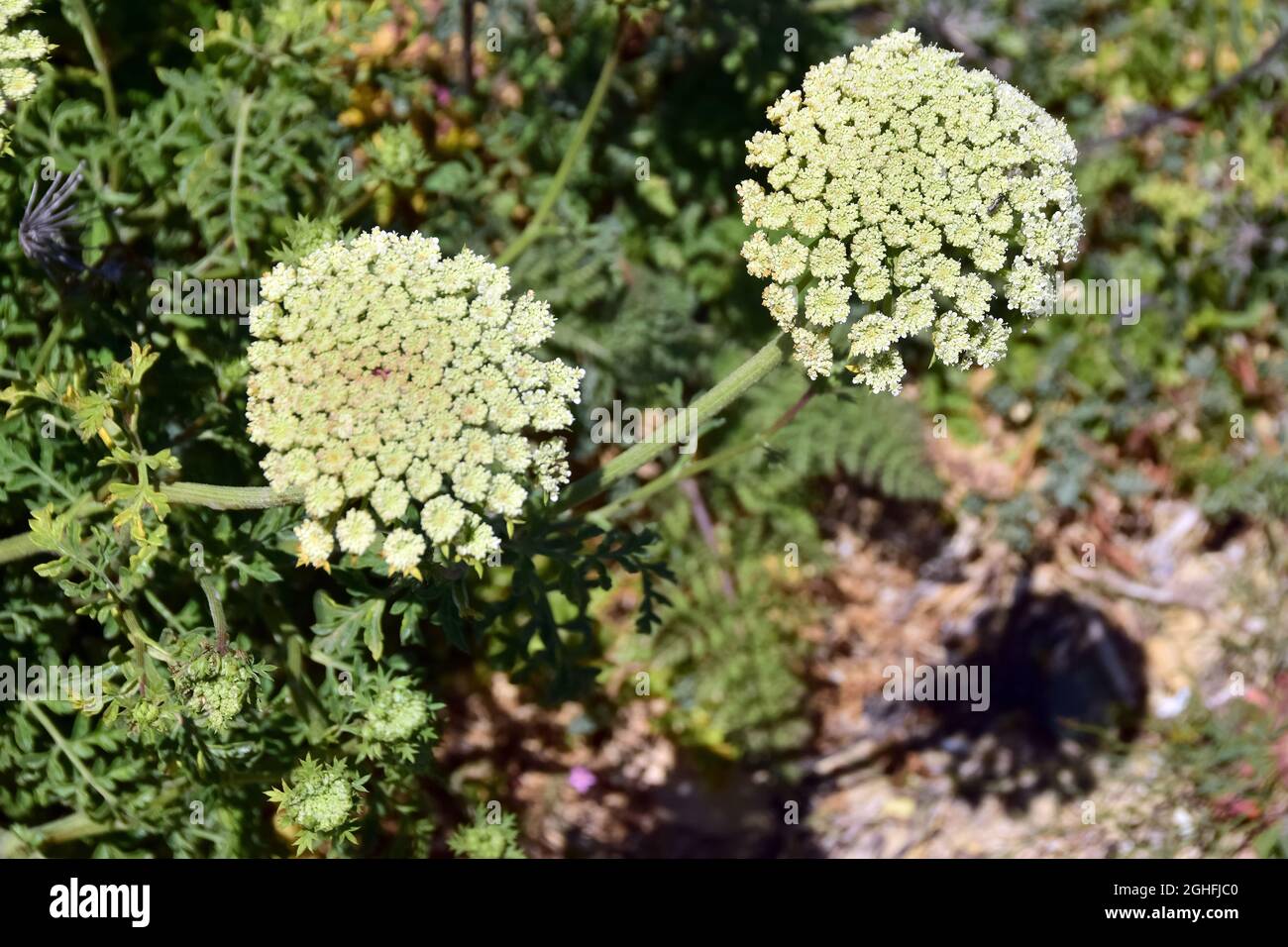 Sea Carrot, Daucus gingidium, Daucus carota subsp. drepanensis ...