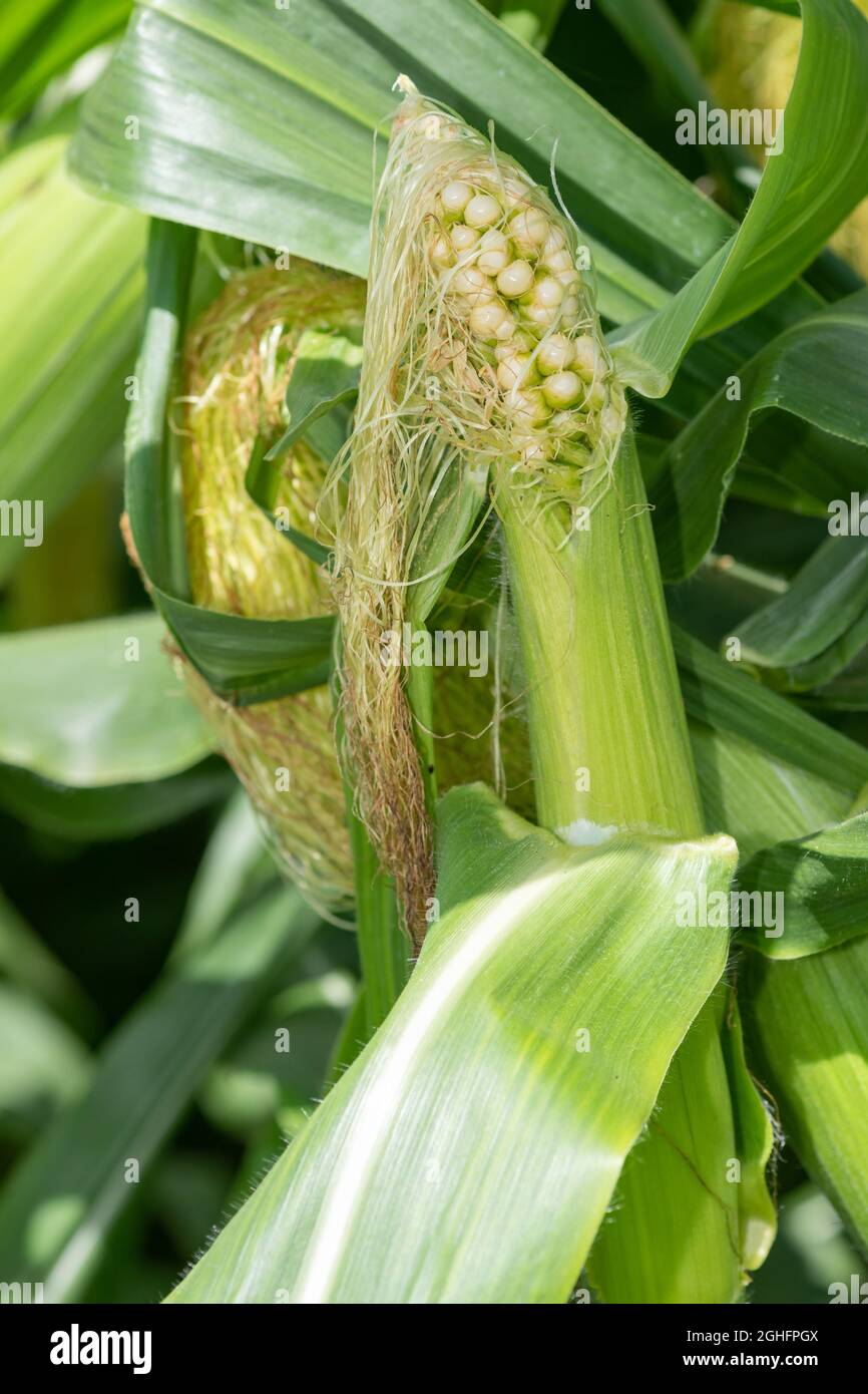 Female corn inflorescence hi-res stock photography and images - Alamy