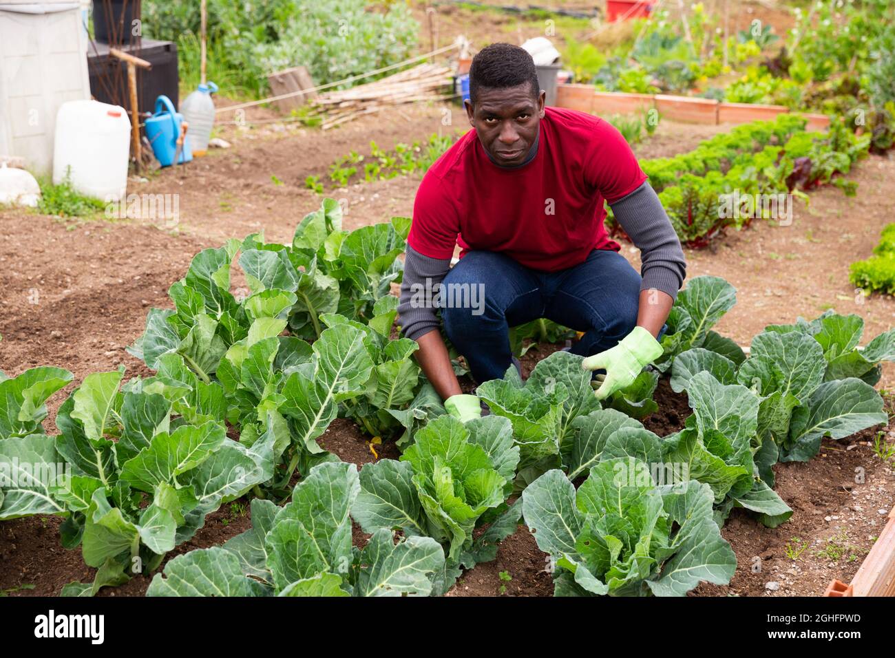 African American man controlling process of growing cabbage in his ...