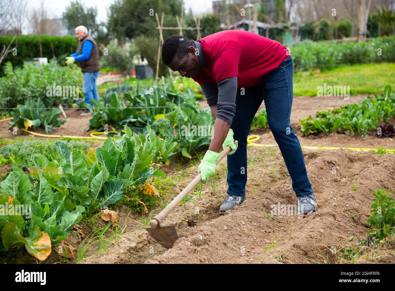 African American amateur gardener hoeing soil on vegetable garden in springtime, preparing for ...