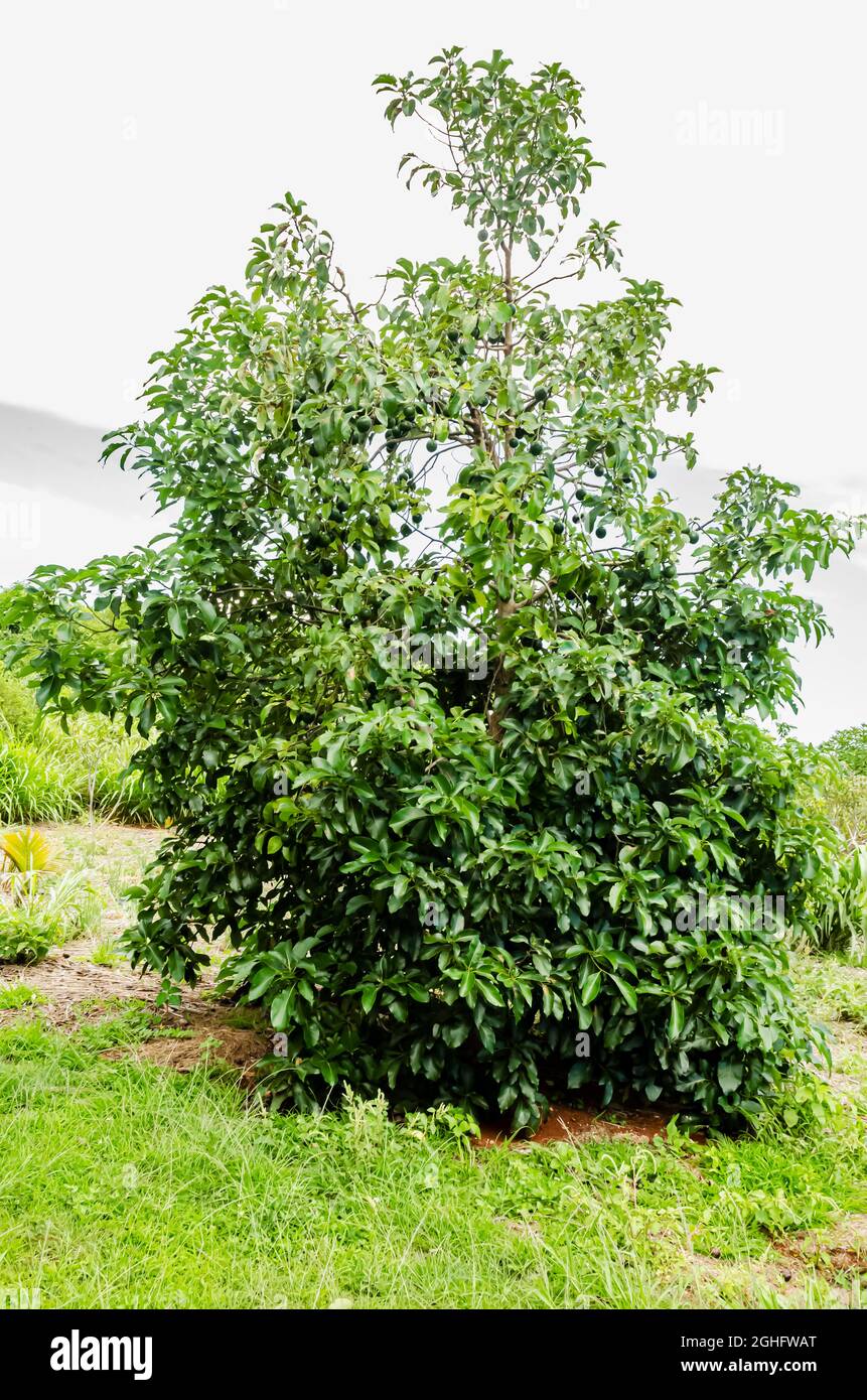 A tall green mature avocado tree is with round unripe fruits Stock ...