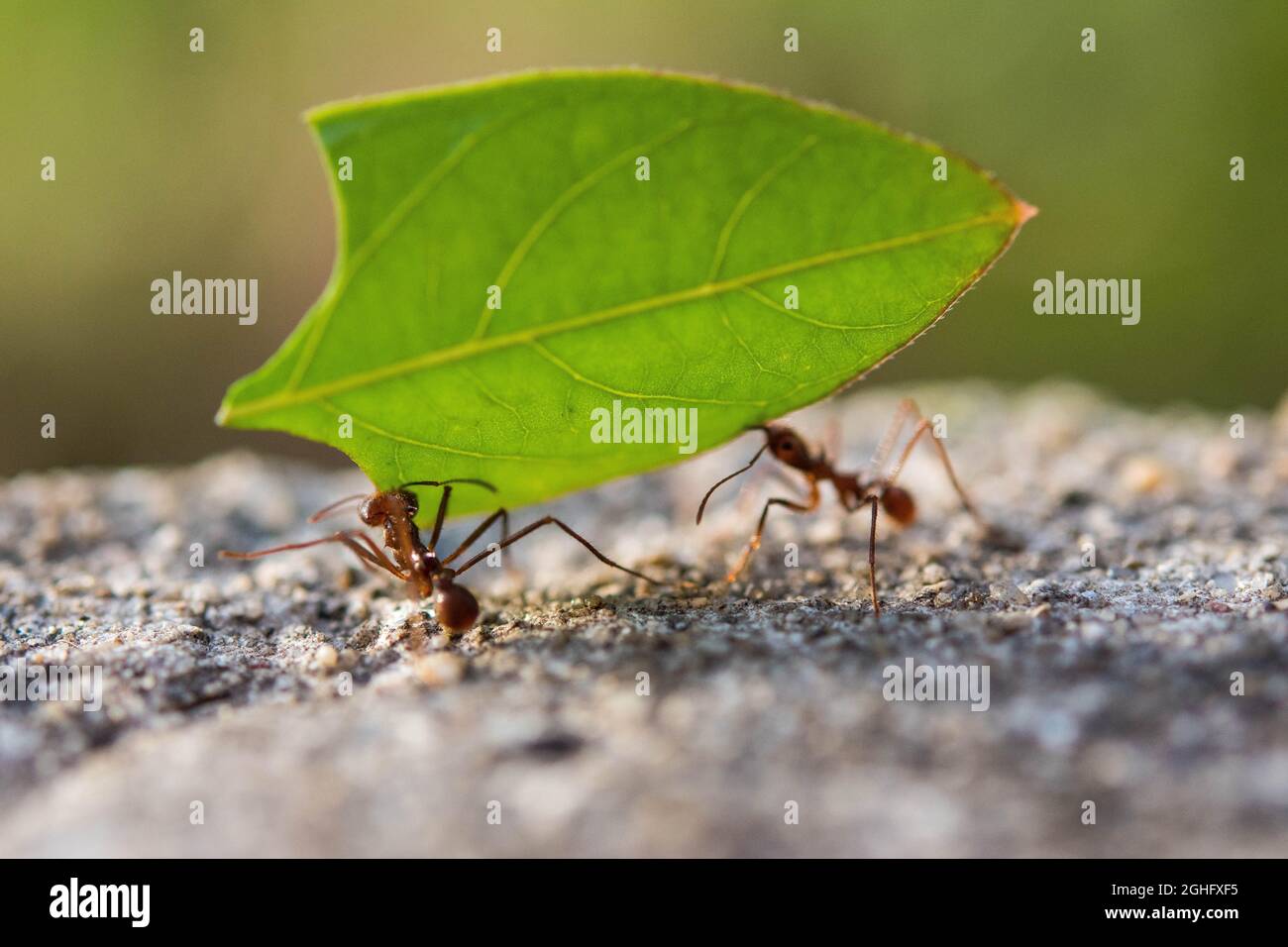 Two leaf cutter ants carrying a leaf to their nest. Ontario Village ...