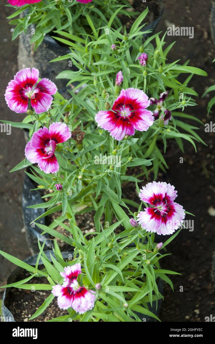 Clavelina hi-res stock photography and images - Alamy