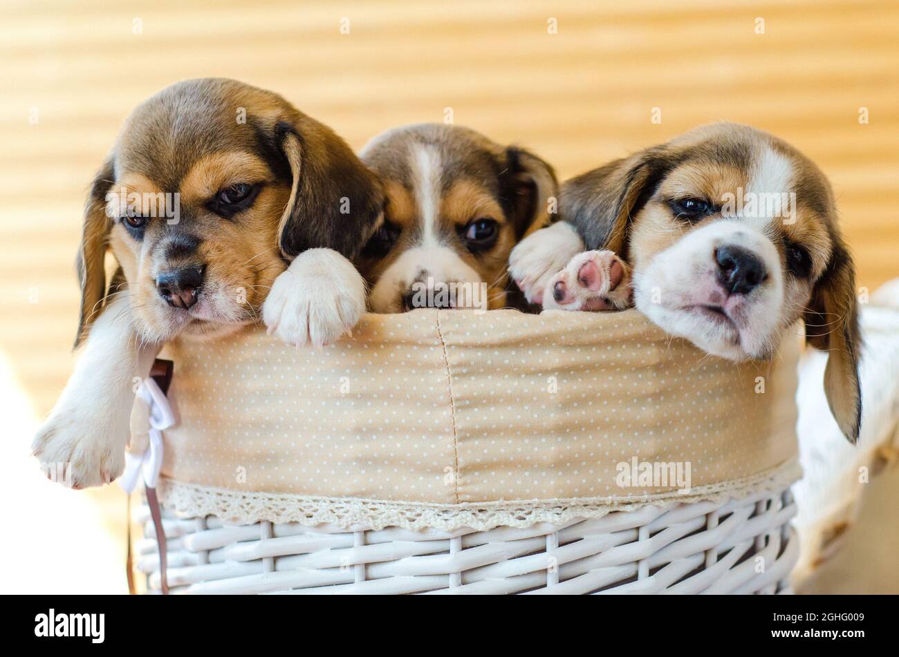 Beagle puppies hi-res stock photography and images - Alamy
