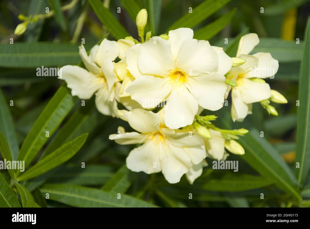 Tropical white flower in a garden Stock Photo - Alamy
