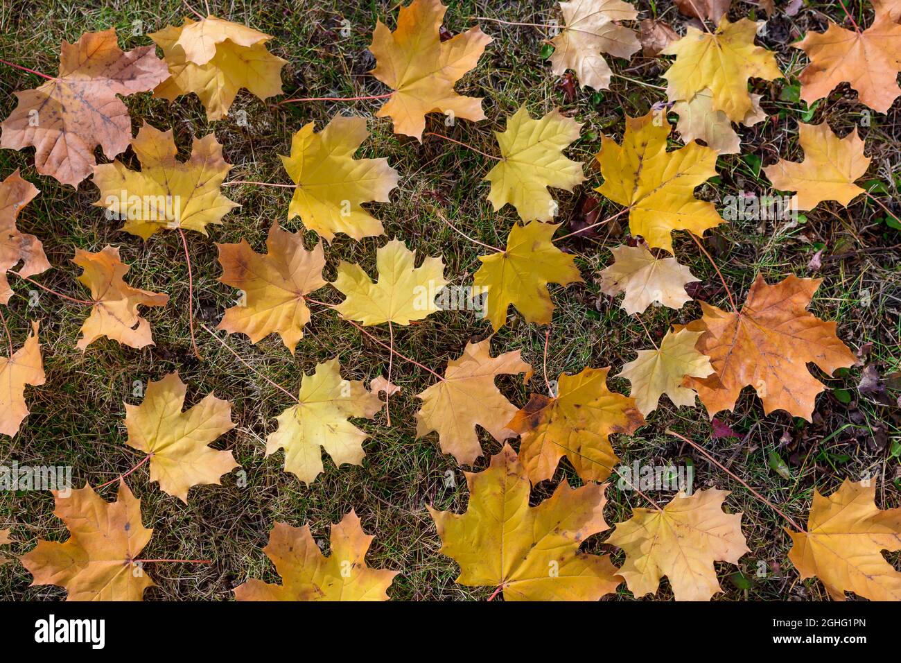 Beautiful maple leaves hi-res stock photography and images - Alamy