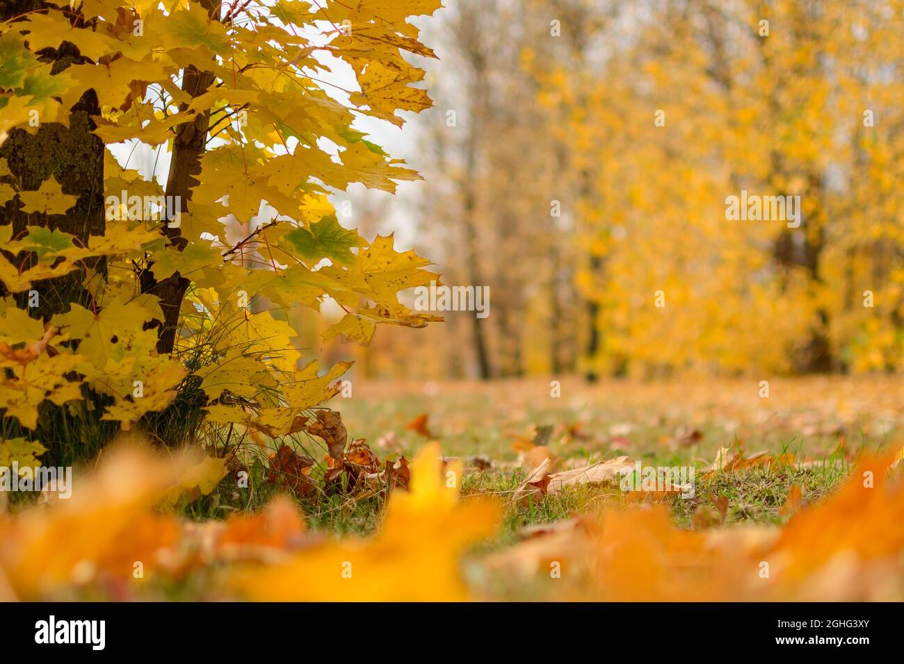 Beautiful maple leaves hi-res stock photography and images - Alamy