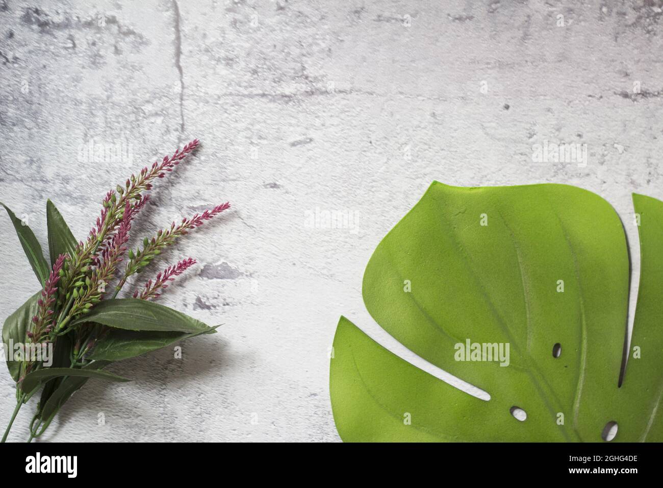 Top view of green plants on white background Stock Photo - Alamy