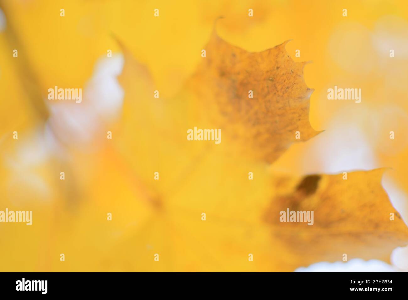 Defocused image of autumn leaves on a sunny day, blurry background. No ...