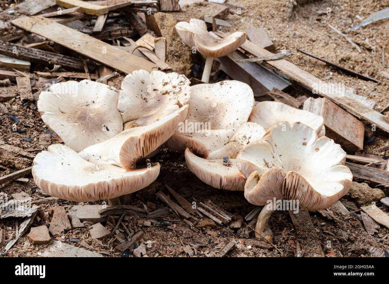 Cluster Of Mushrooms Stock Photo - Alamy