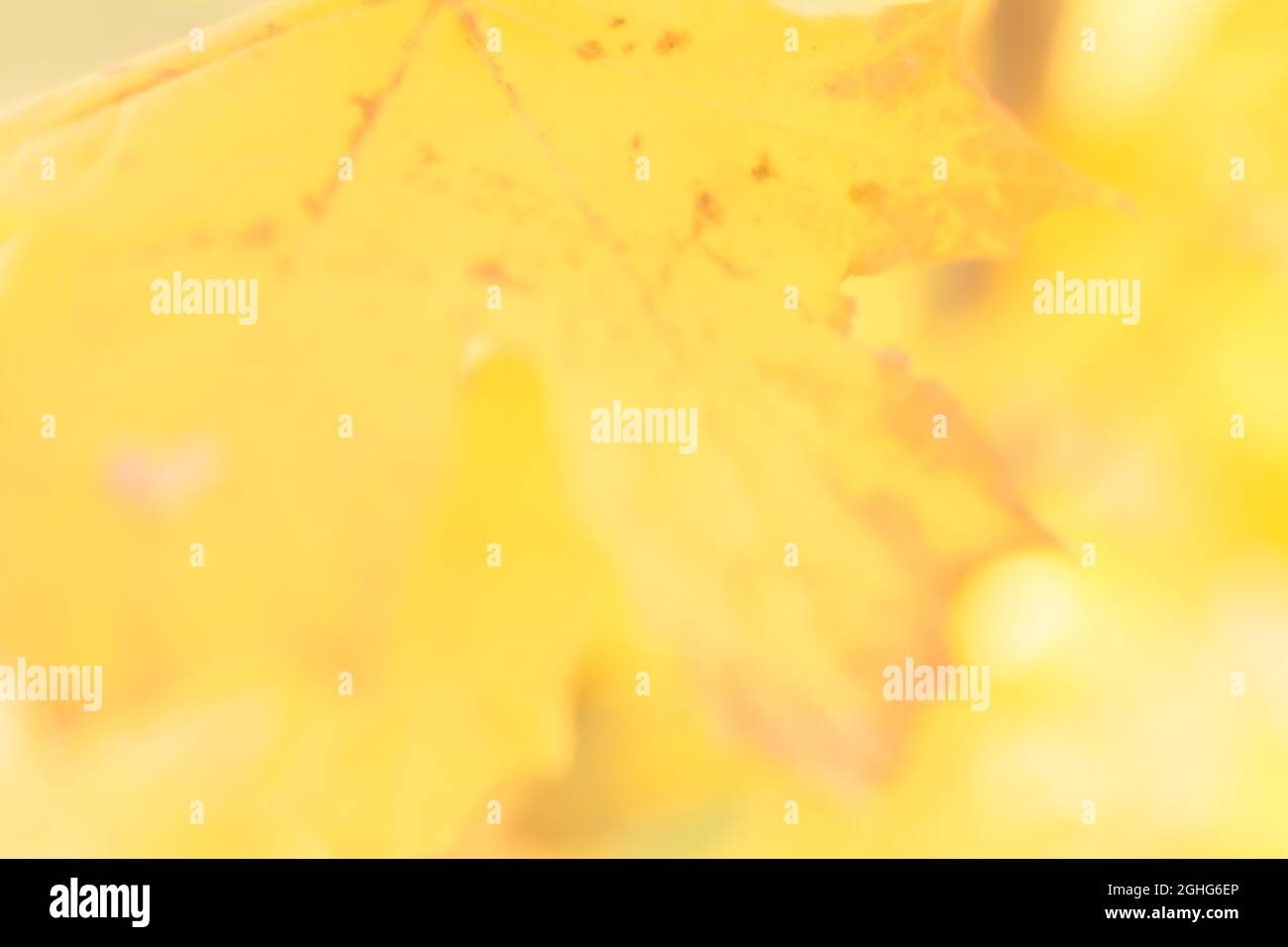 Defocused image of autumn leaves on a sunny day, blurry background. No ...