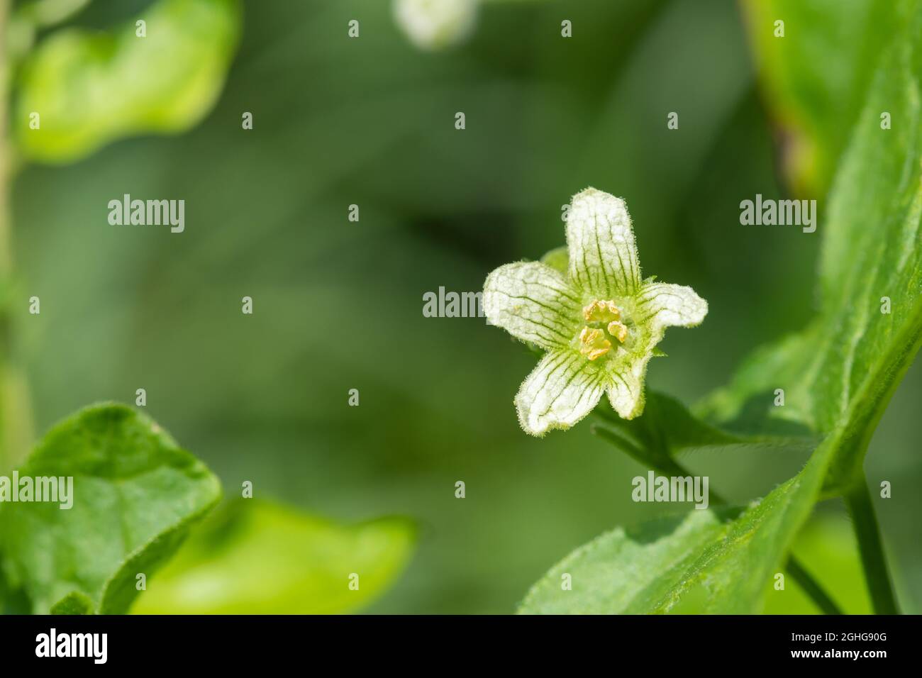 Close up of a white bryony (bryonia alba) flower in bloom Stock Photo ...