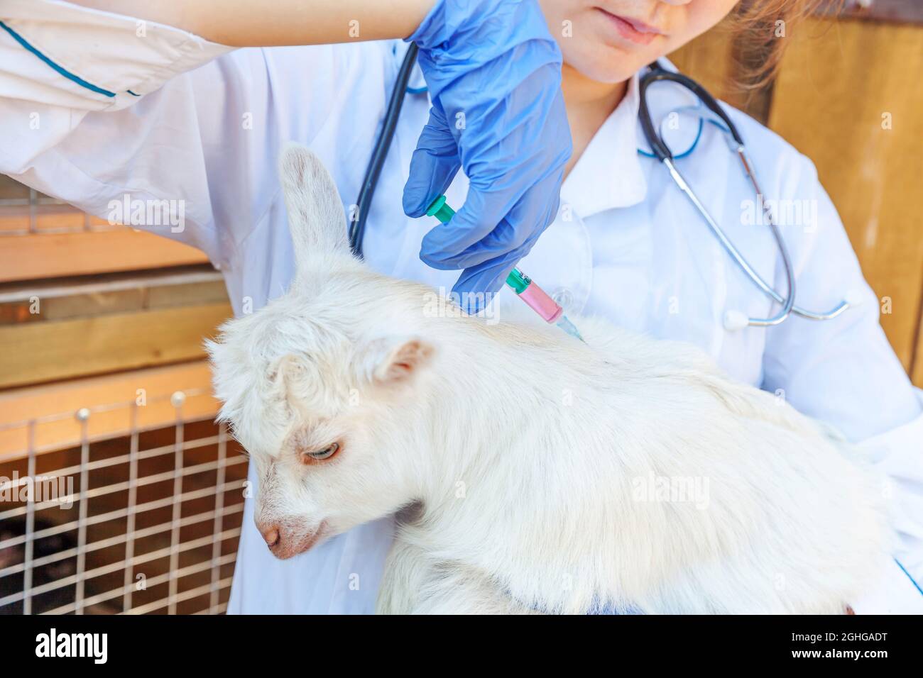 Young veterinarian woman with syringe holding and injecting goat kid on ...