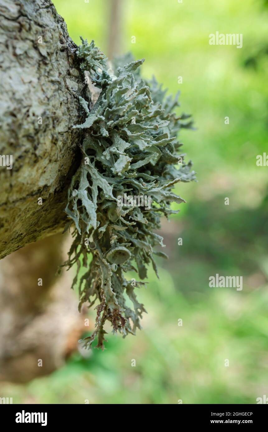 Ascomycota lichen cladoniaceae hi-res stock photography and images - Alamy