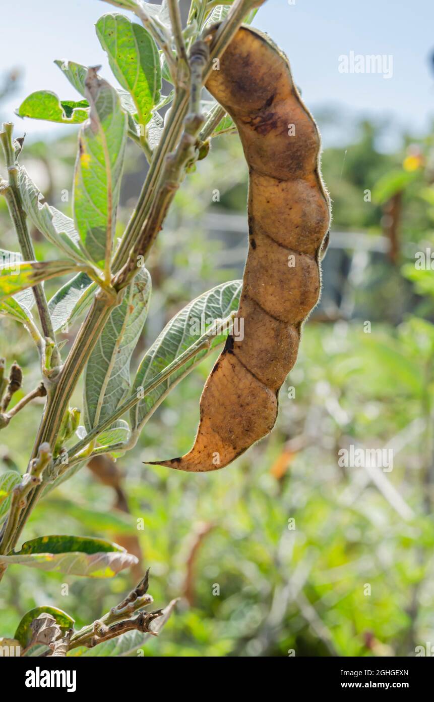 Peas pod tree hi-res stock photography and images - Alamy