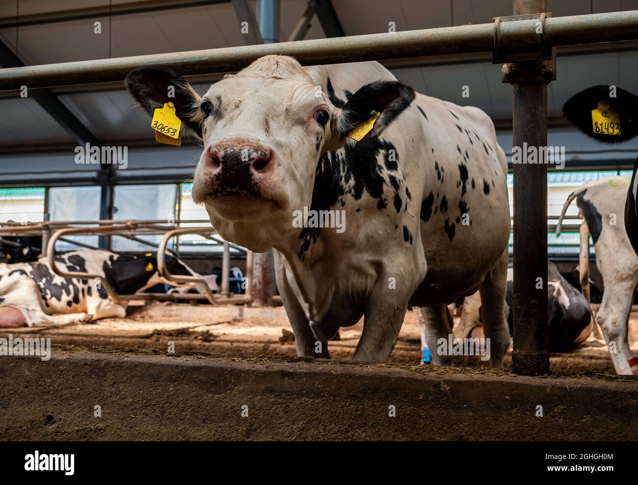 Cow close up. Stalls of a modern barn with cows and rows of special ...