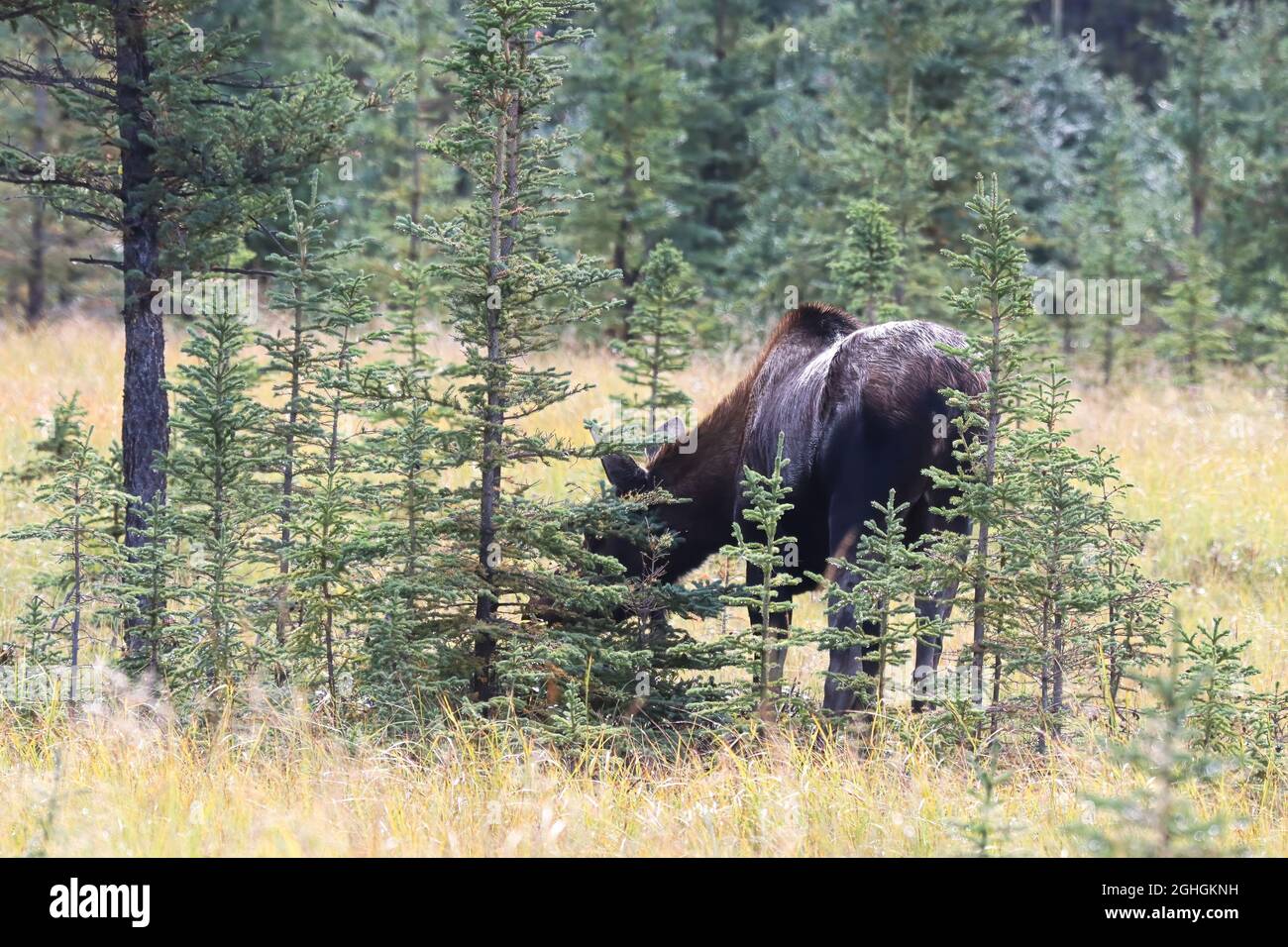 Moose eating grass hi-res stock photography and images - Alamy