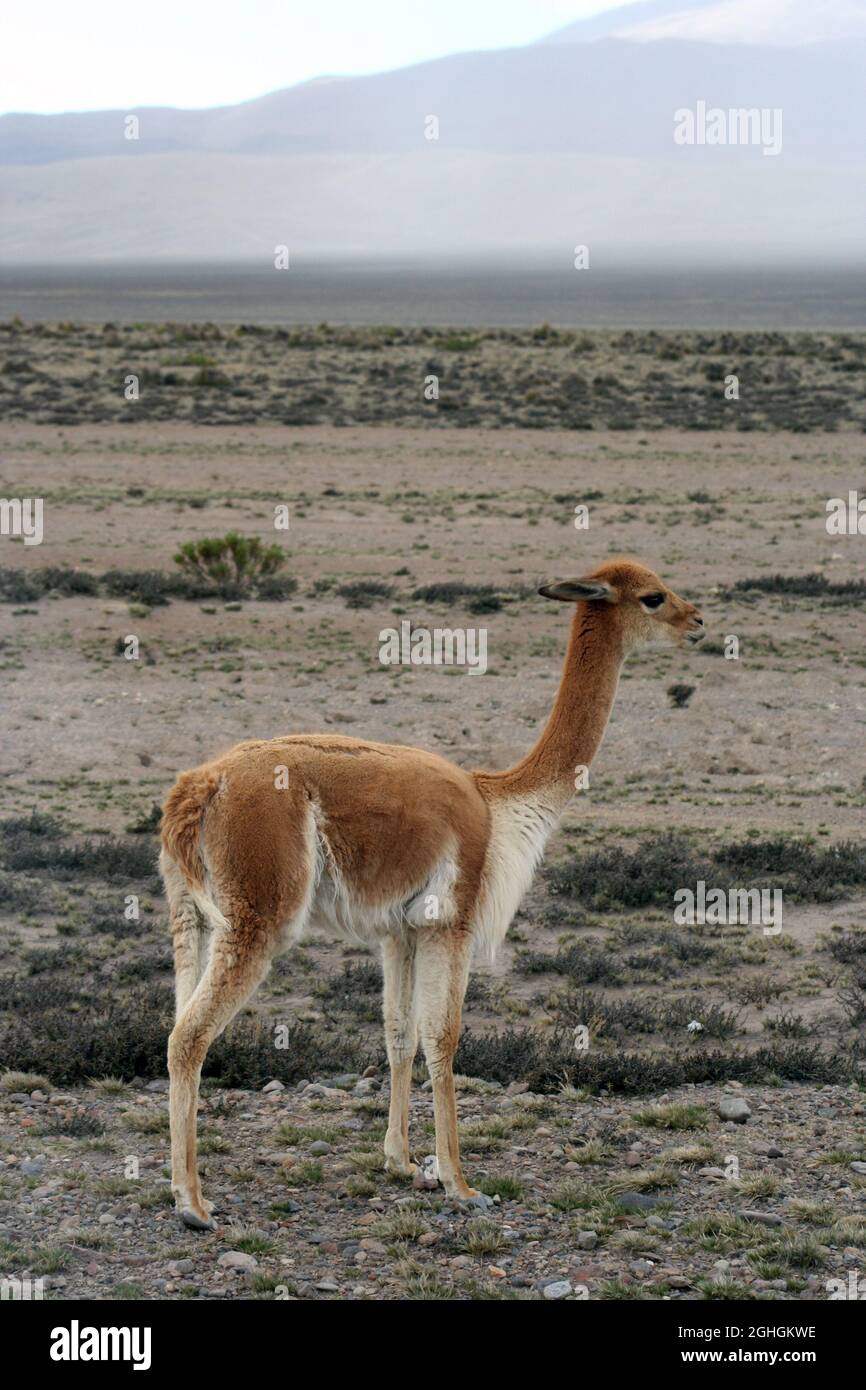 Vicugna vicuna hi-res stock photography and images - Alamy