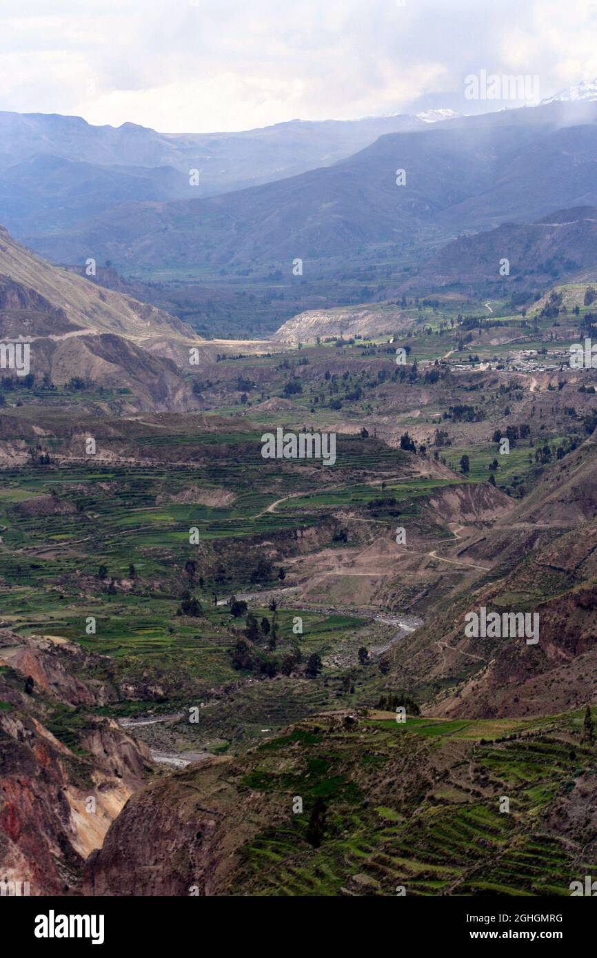 Stepped terraces on the steep sides of the Colca Canyon, Peru Stock ...