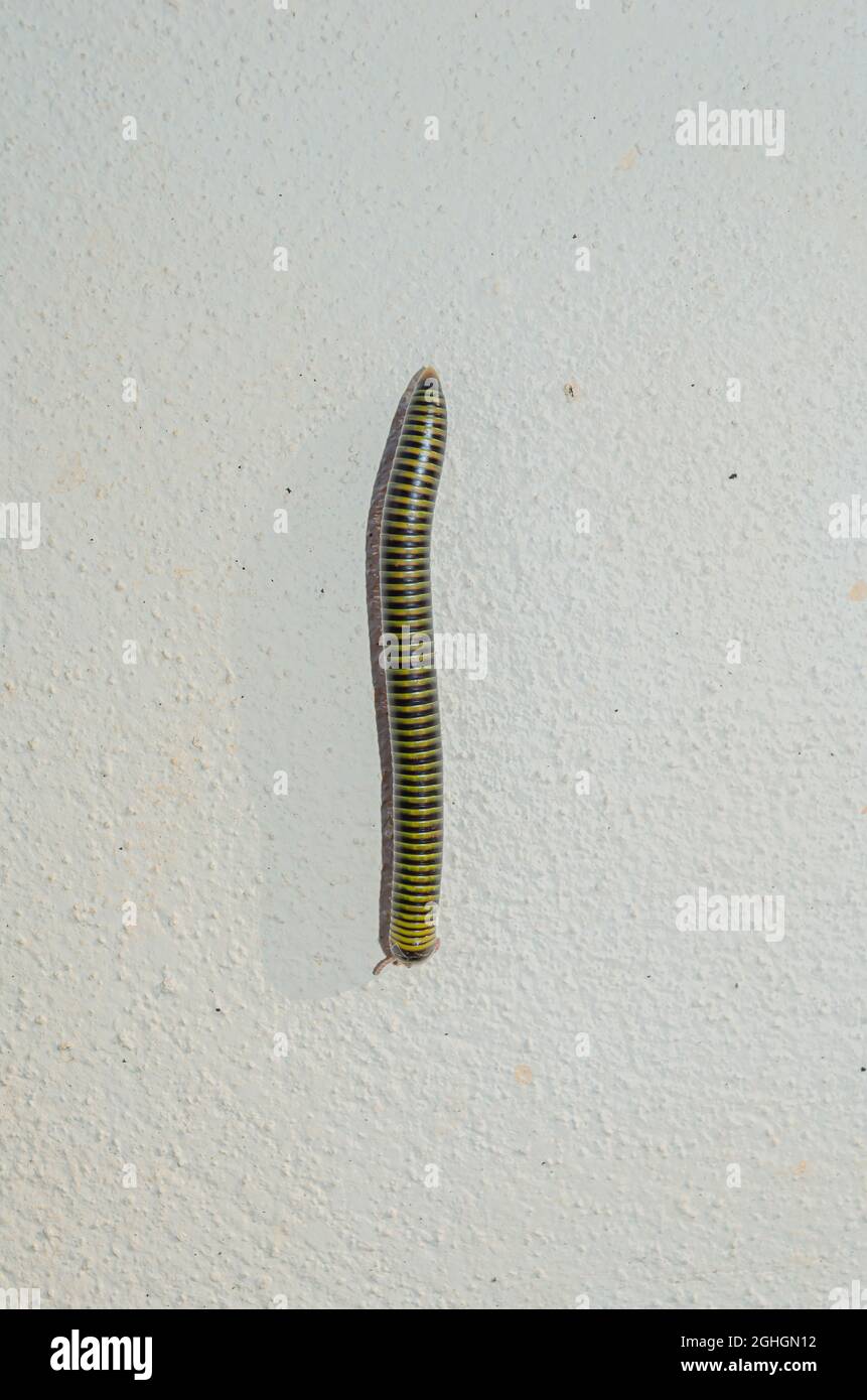 Bumble bee millipede anadenobolus monilicornis hi-res stock photography ...