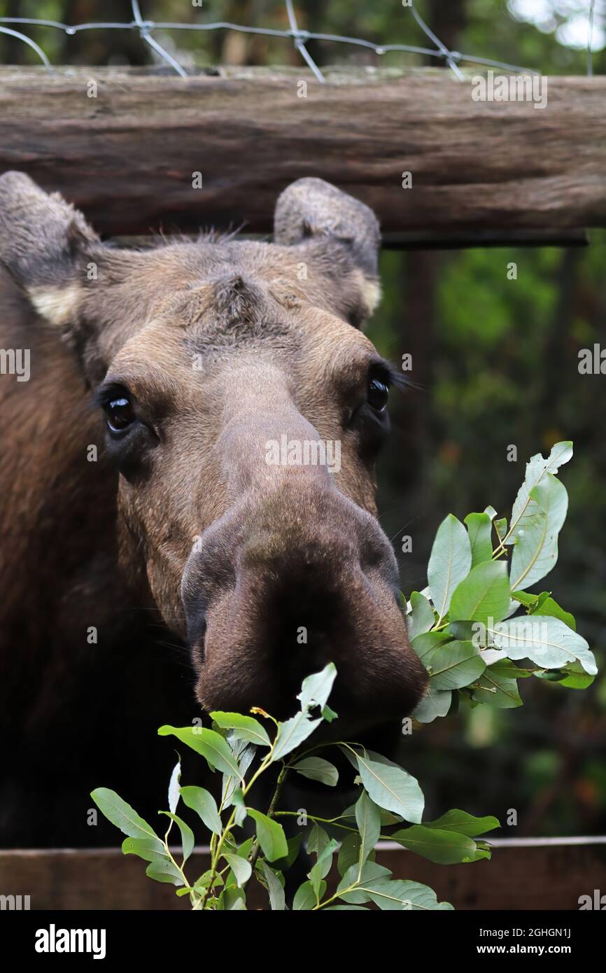 A pet moose comes to eat tree branches Stock Photo - Alamy