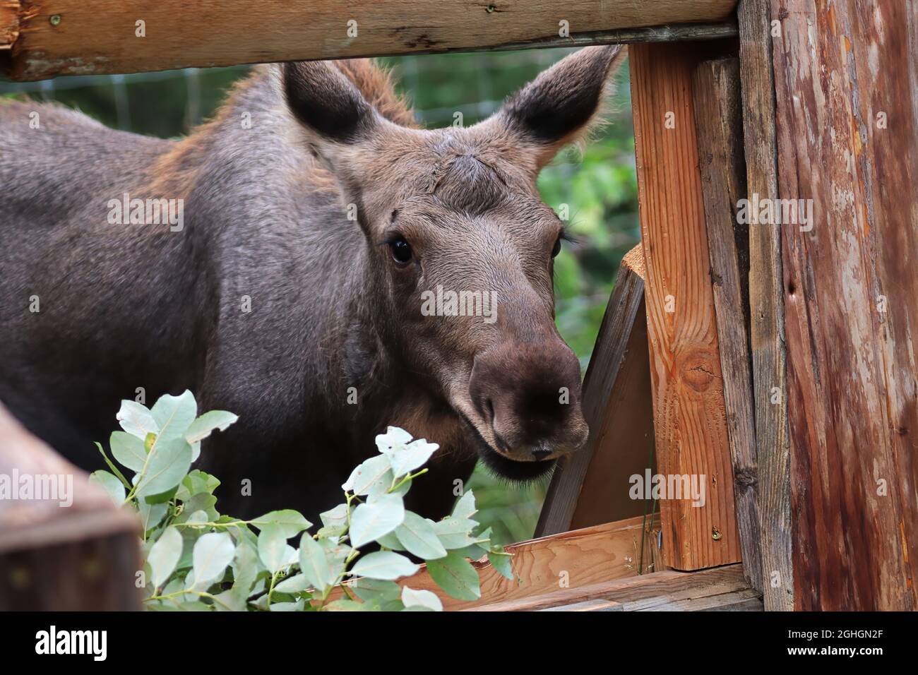 A pet moose comes to eat tree branches Stock Photo - Alamy