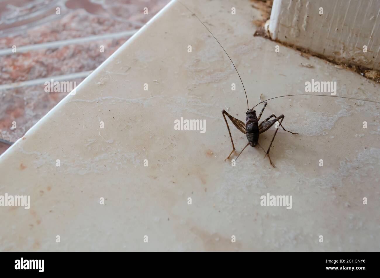 Rear Of Cricket (Acheta domesticus Stock Photo - Alamy