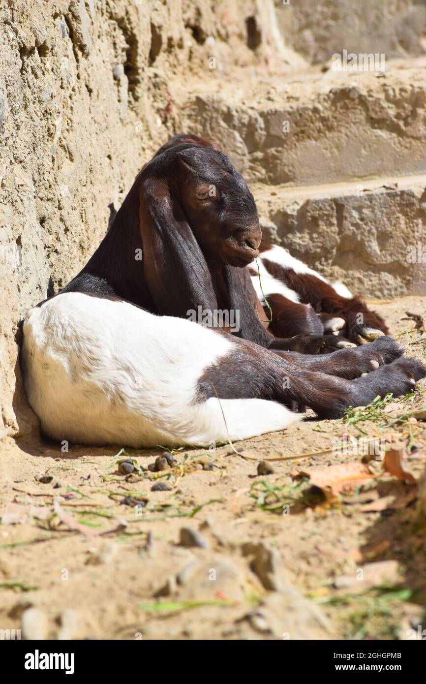 newborn young baby goat at farm animal Stock Photo - Alamy