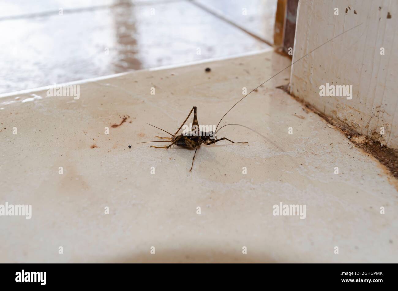 House Cricket Side Stock Photo - Alamy