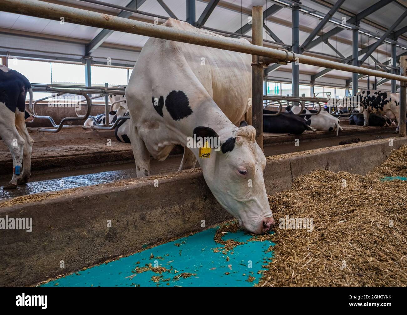 Cow close up. Stalls of a modern barn with cows and rows of special ...