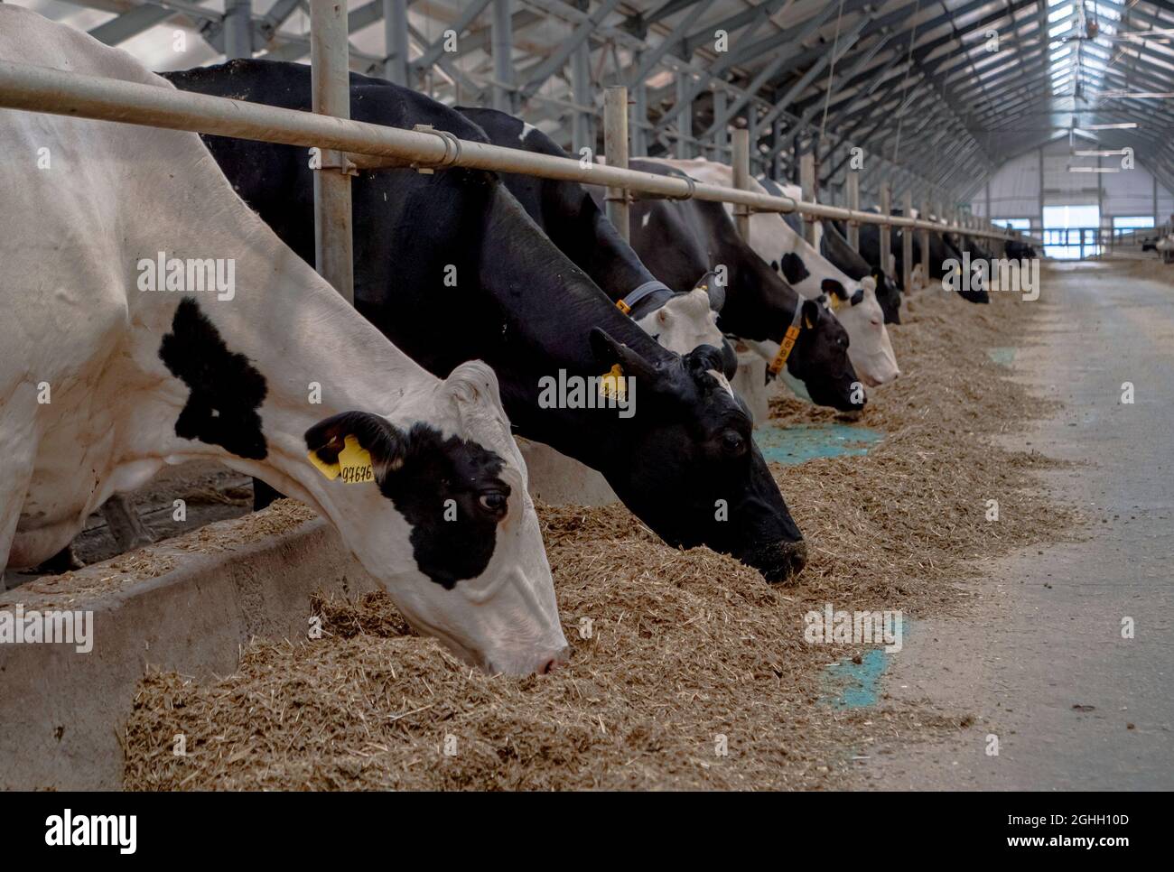 Stalls of a modern barn with cows and rows of special feed. A modern ...