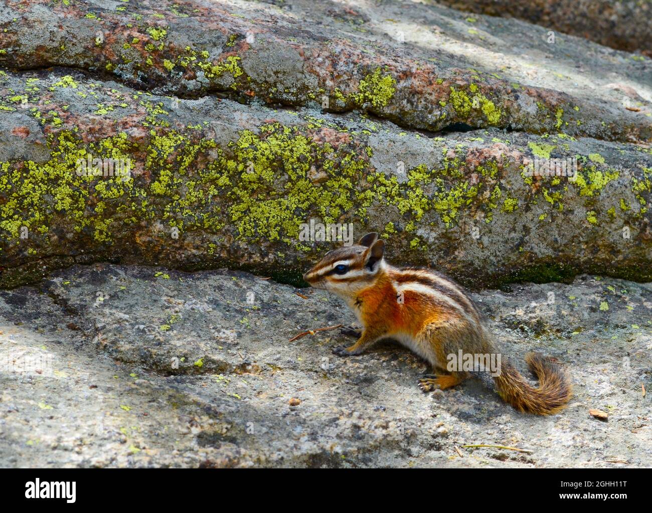 Chipmunk tracks hi-res stock photography and images - Alamy