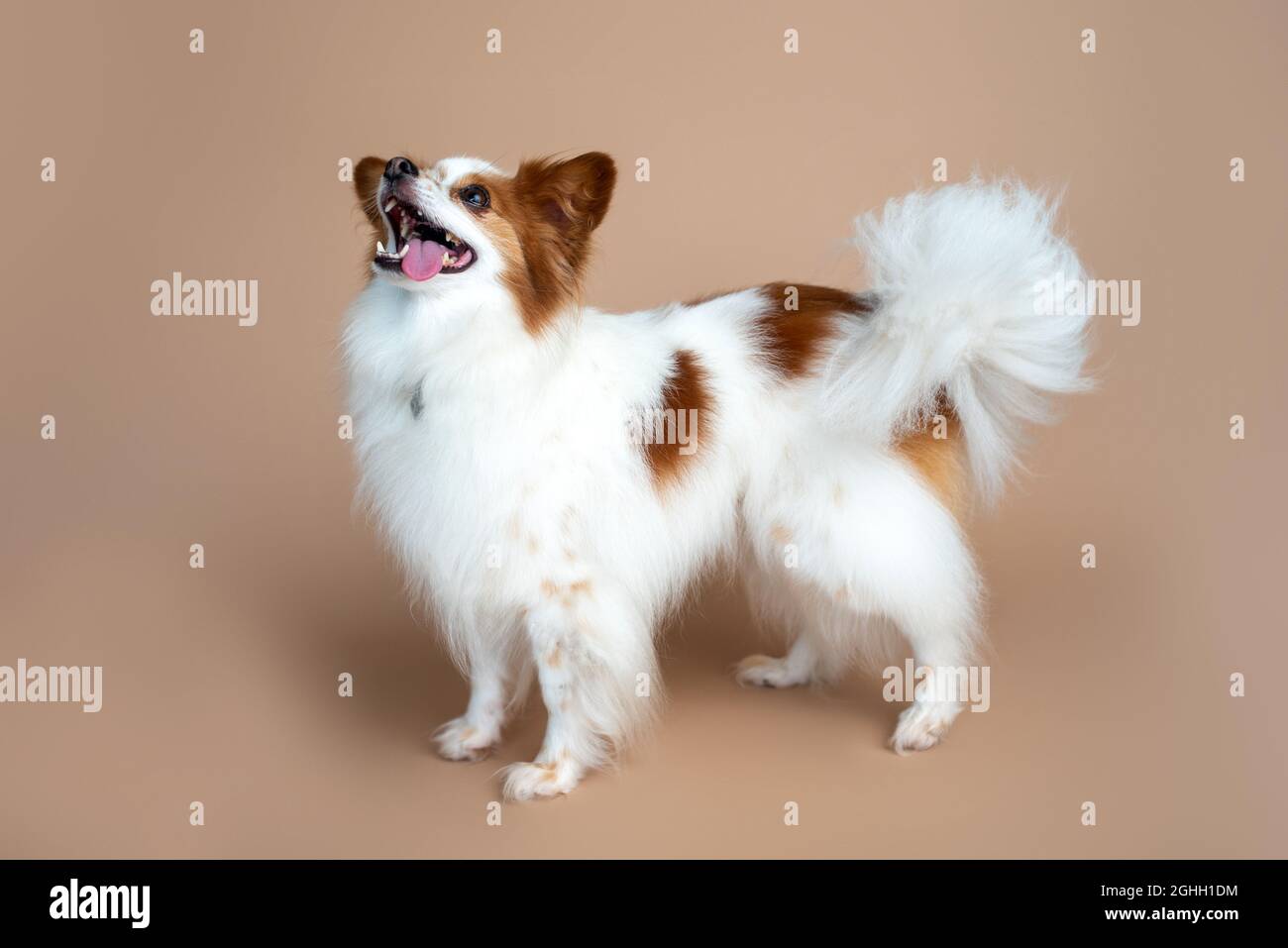 Papillon dog in front of a tan backdrop. Studio dog photography Stock ...