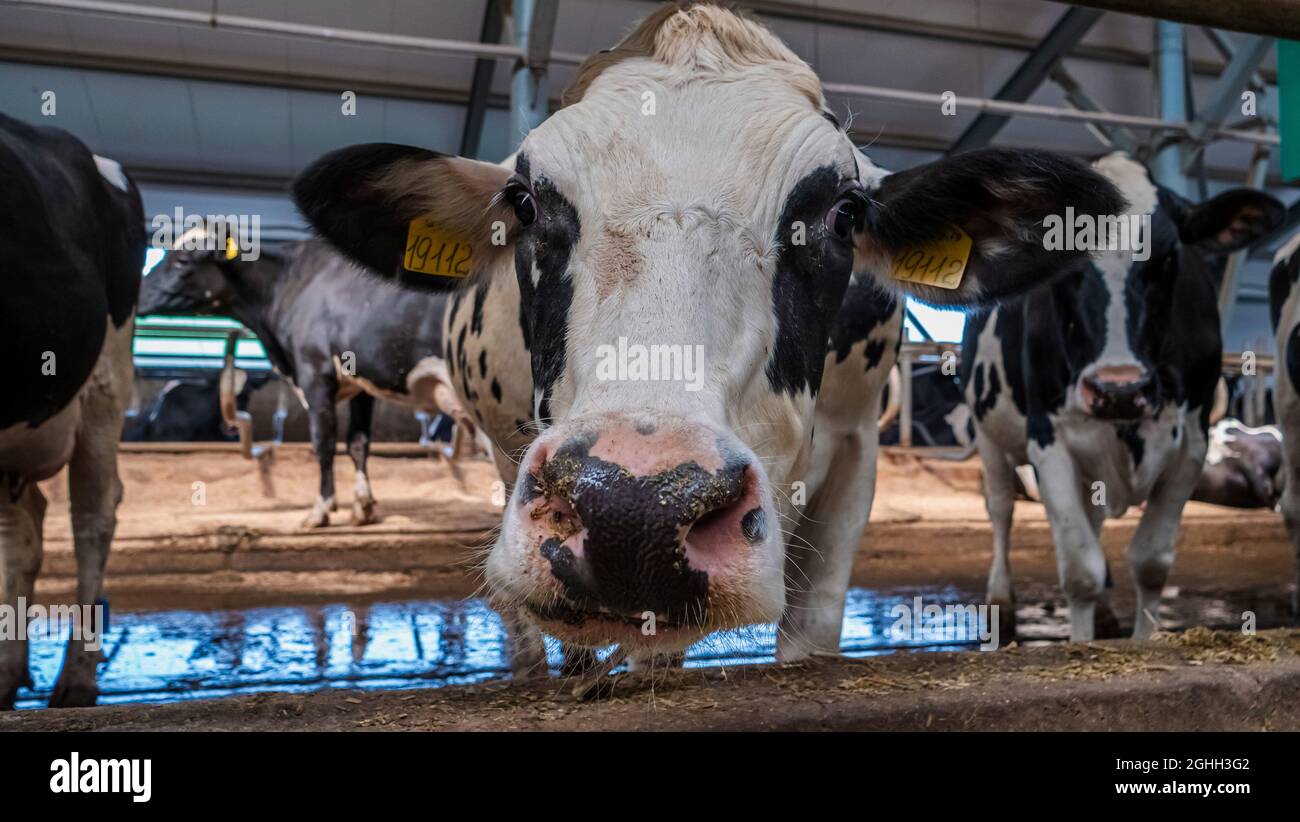 Cows feed dairy farm russia hi-res stock photography and images - Alamy