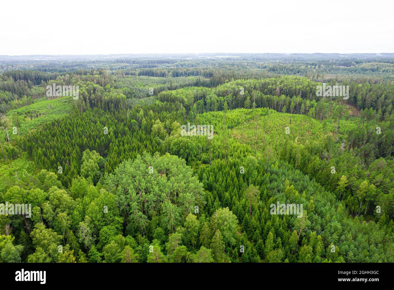Aerial view from drone on bogs, withered grey trees, gallant pine and ...
