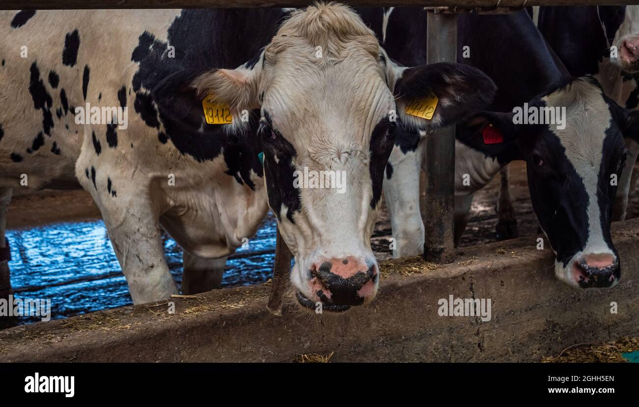 Cow close up. Stalls of a modern barn with cows and rows of special ...