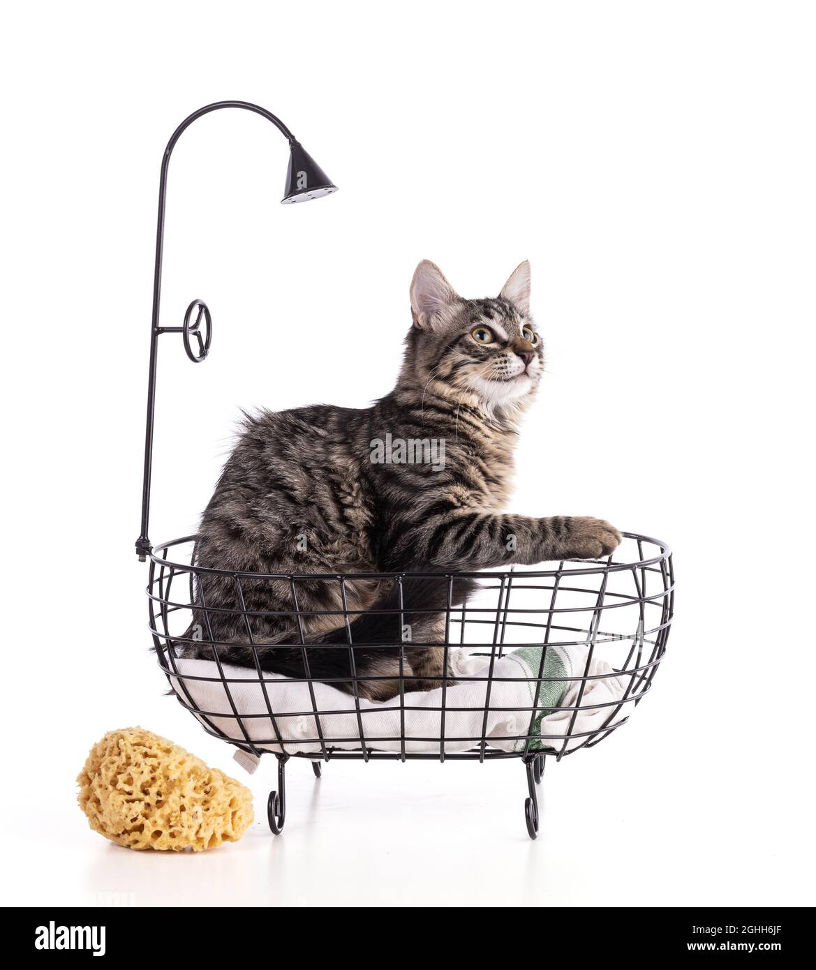 Cute gray tabby kitten in a mesh bathtub with a natural sponge on white ...
