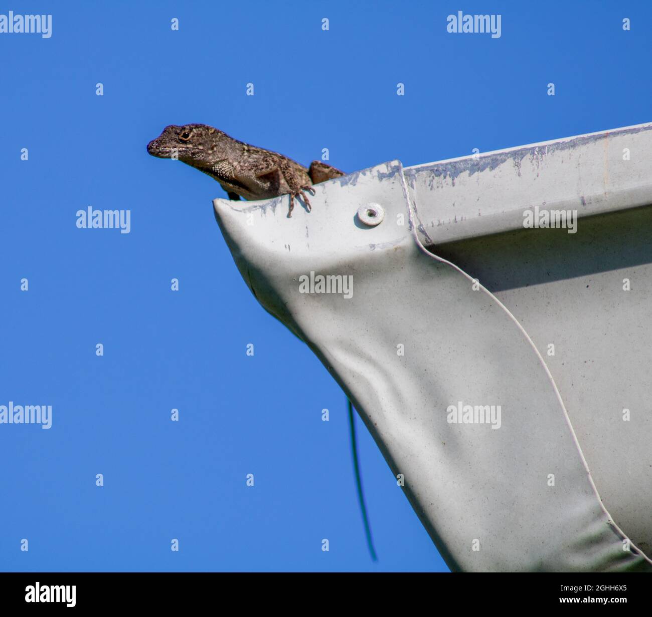 Brown rebel hi-res stock photography and images - Alamy