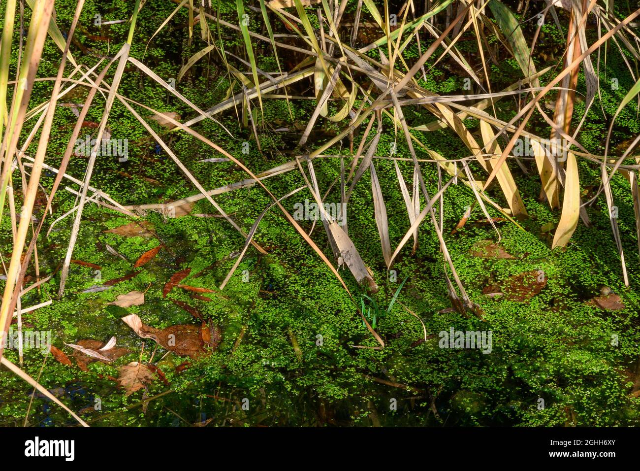 Green tina on swamp hi-res stock photography and images - Alamy